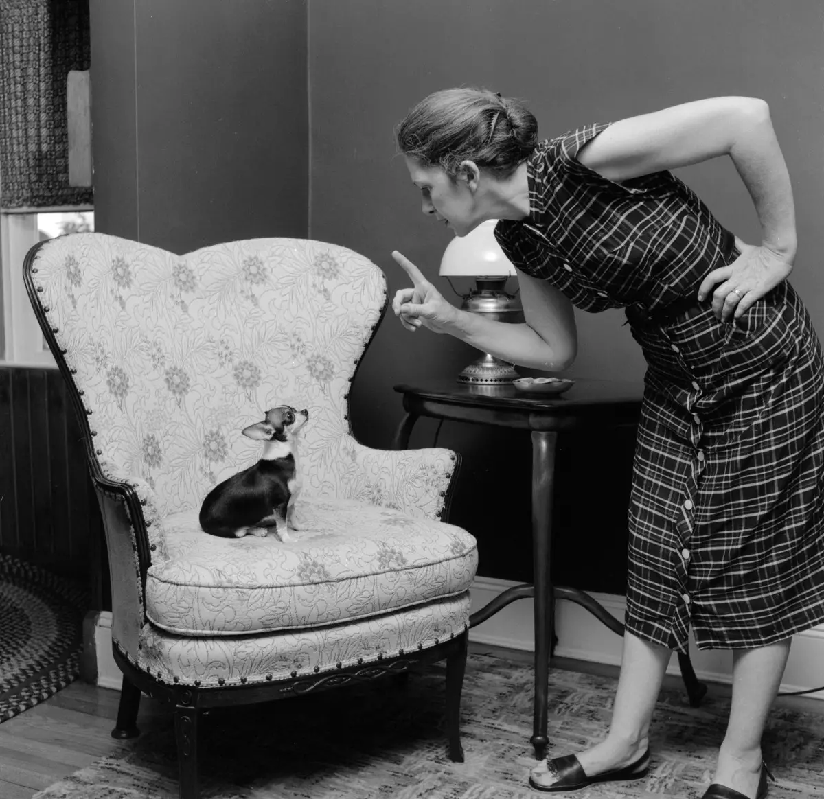 დაახლოებით 1955 წელი: ქალი ასწავლის თავის შინაურ ცხოველს ჩიხუახუას კარგ მანერებს მკაცრი გაკიცხვით. (Photo by Three Lions/Getty Images)