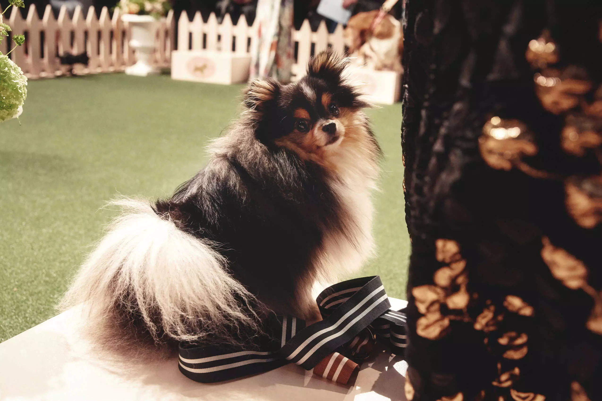 La oss alle bare være enige om at Lela Roses Runway Dog Show var den søteste tingen noensinne 26802_39