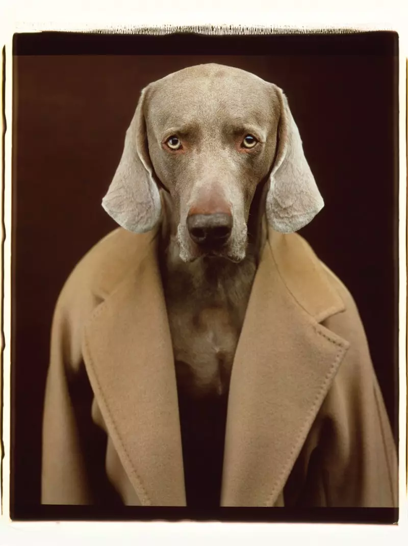 Anjing Max Mara di Coats Balik deui! 38411_1