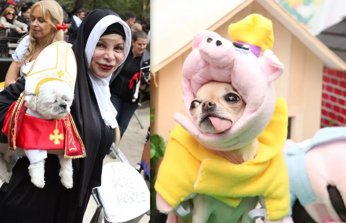Симпатичная перегрузка на параде собак на Хэллоуин