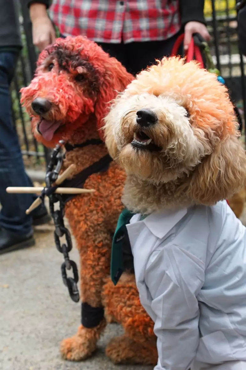 Leuke overbelasting bij de Halloween Dog Parade 67044_2